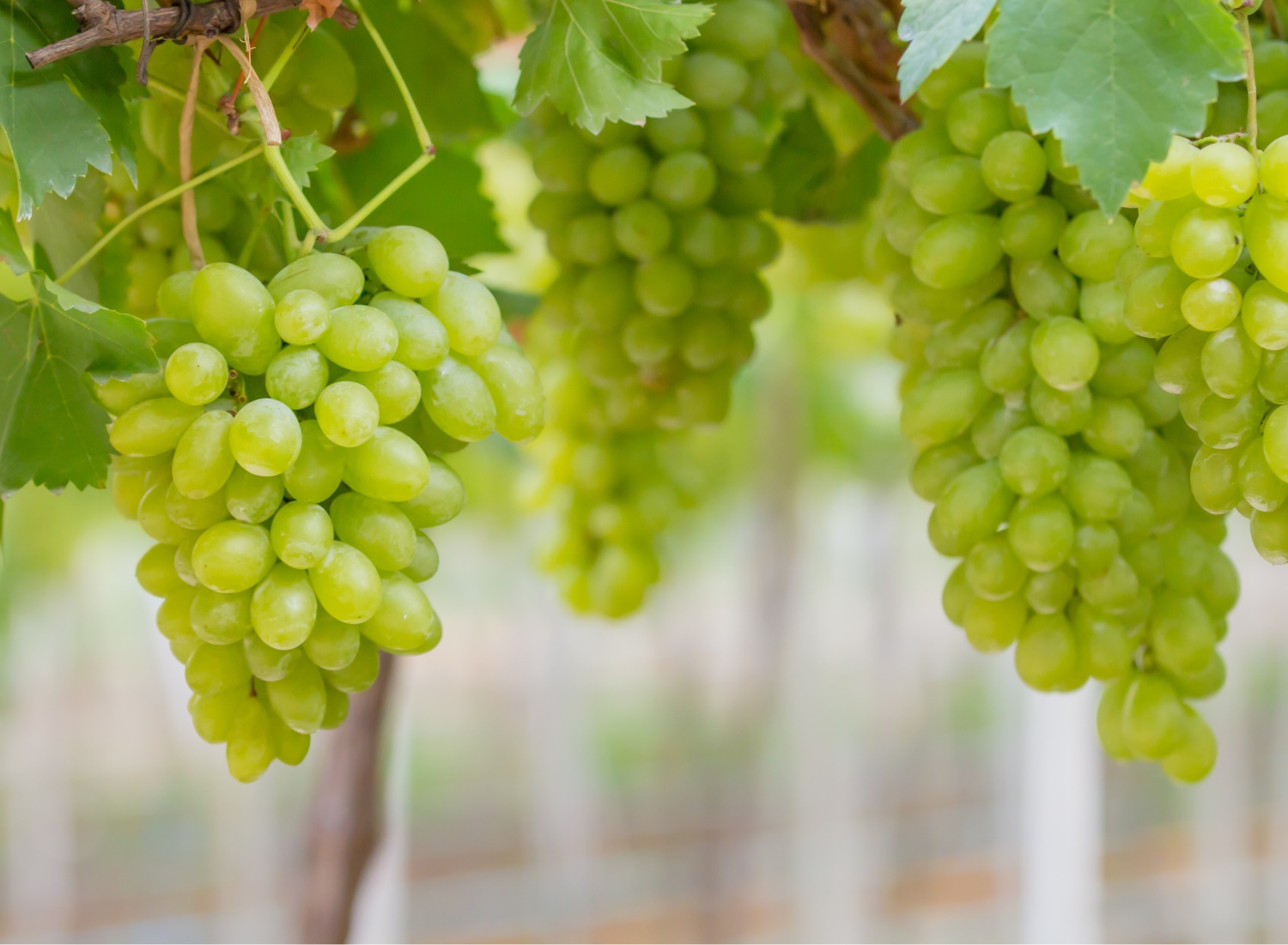 Plant Biostimulants - Polypan