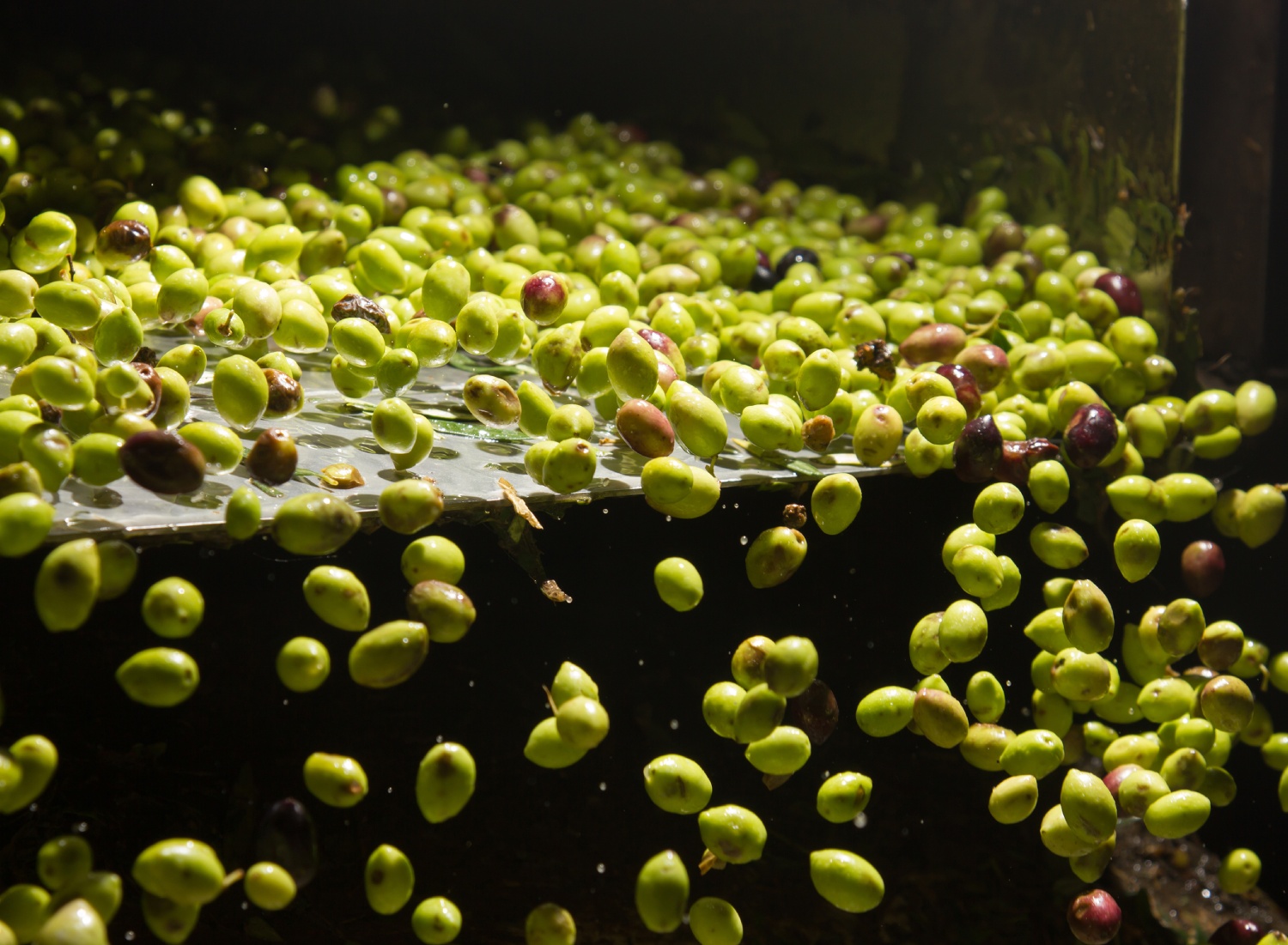 Organic Filtration - Polypan